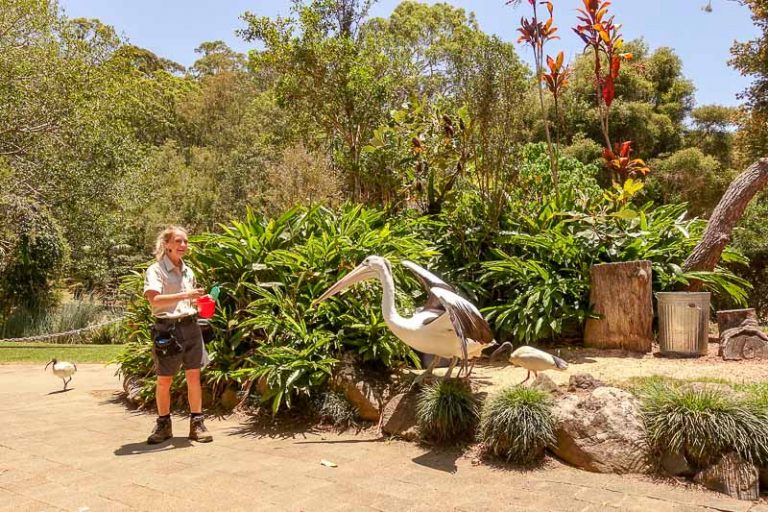 Currumbin Wildlife Sanctuary - A Gold Coast Must-See