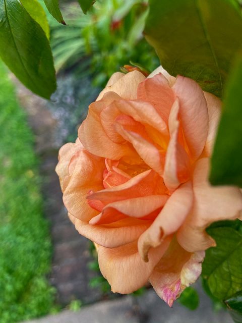 Royal Tasmanian Botanical Gardens