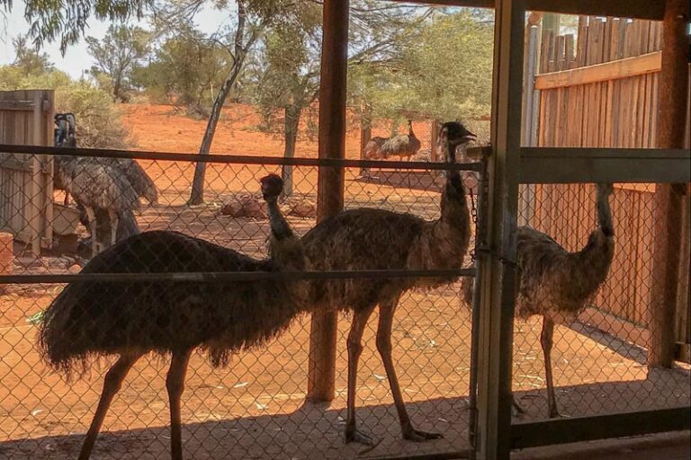 The Rock Tour - Our 3 Day Uluru Trip Review