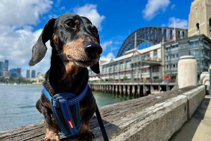 Pet Friendly Accommodation in Australia