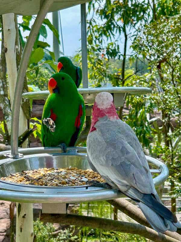 Which Mandai Wildlife Park to Choose