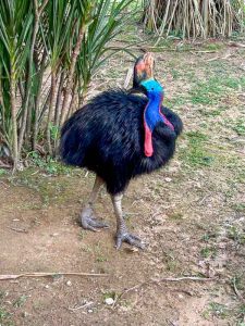 Which Mandai Wildlife Park to Choose