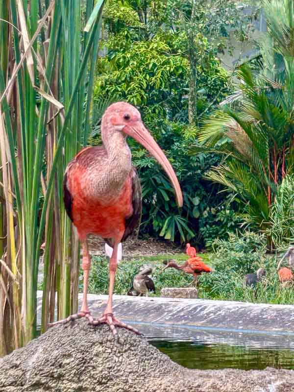 Which Mandai Wildlife Park to Choose