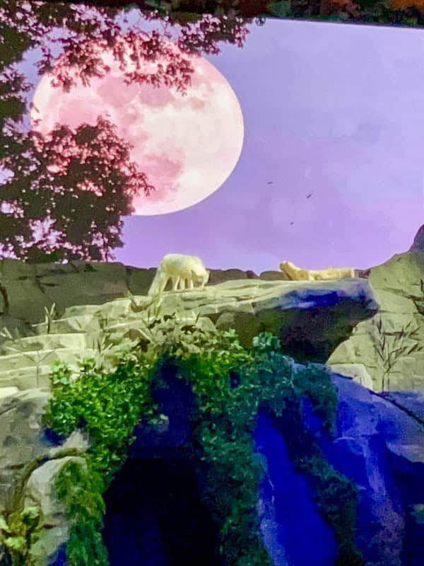 Which Mandai Wildlife Park to Choose