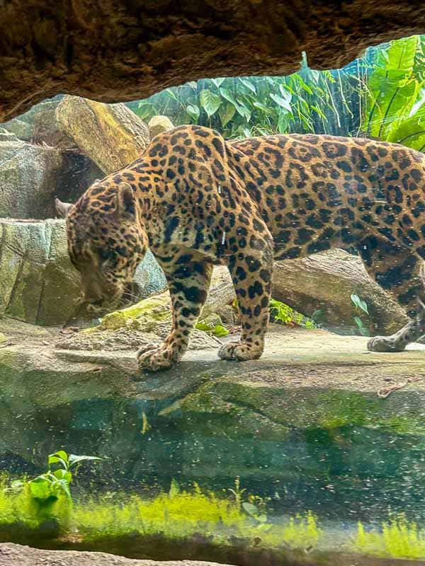 Which Mandai Wildlife Park to Choose