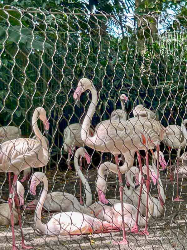 Which Mandai Wildlife Park to Choose