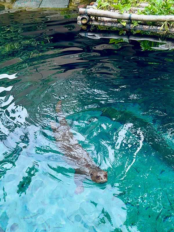 Which Mandai Wildlife Park to Choose