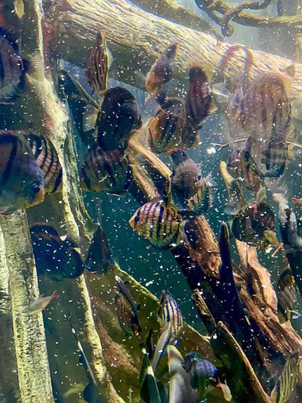 Which Mandai Wildlife Park to Choose