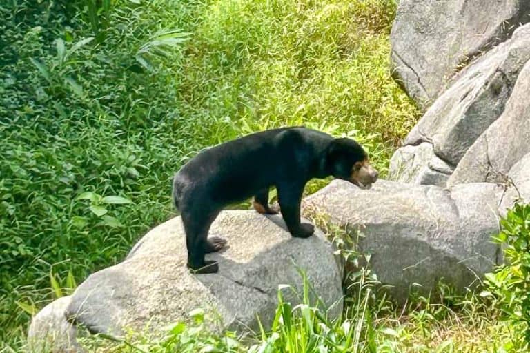 Which Mandai Wildlife Park to Choose