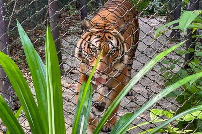 Which Mandai Wildlife Park to Choose