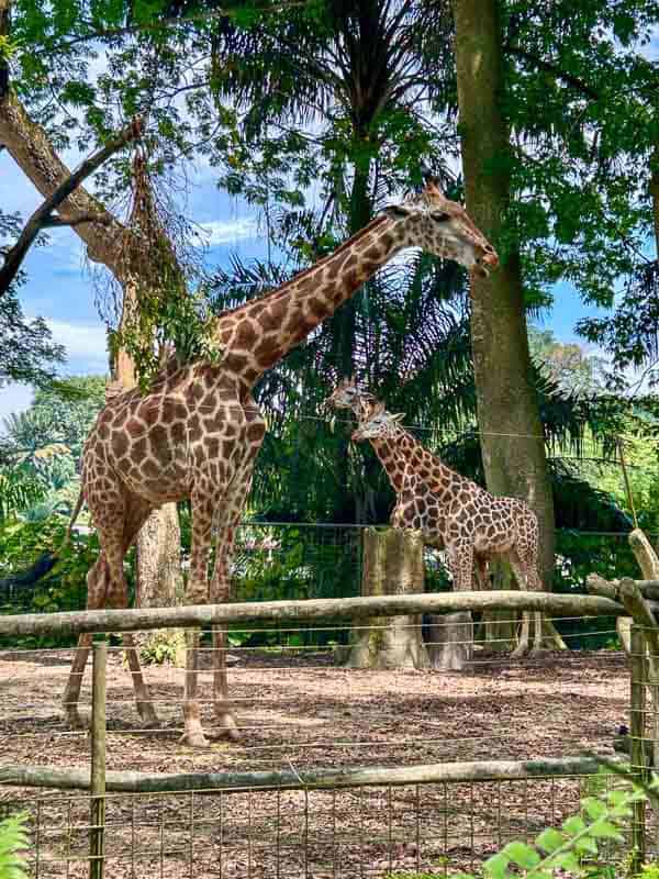 Which Mandai Wildlife Park to Choose
