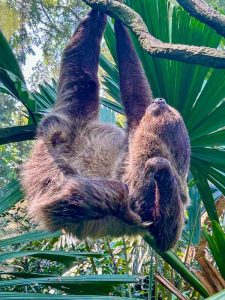 Which Mandai Wildlife Park to Choose